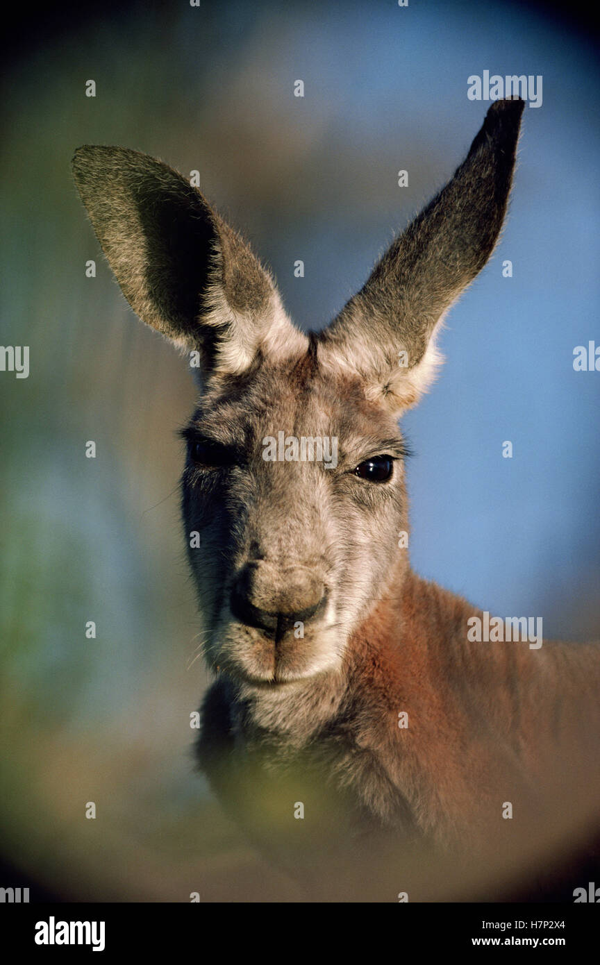 Wallaroo (Macropus robustus) male portrait, Sturt National Park ...
