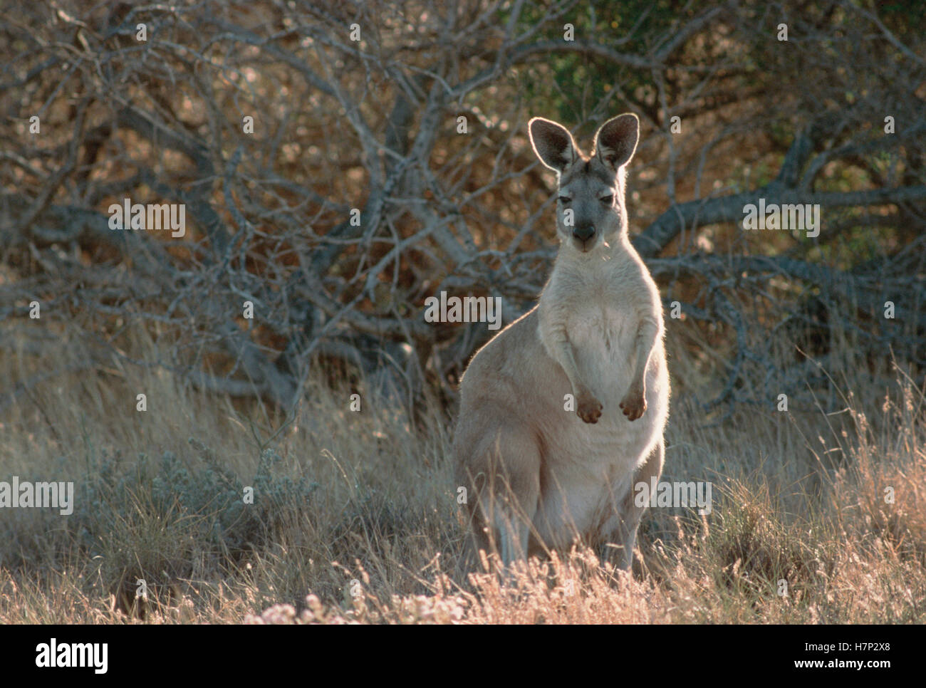 Wallaroo (Macropus robustus) portrait, Kinchega National Park ...