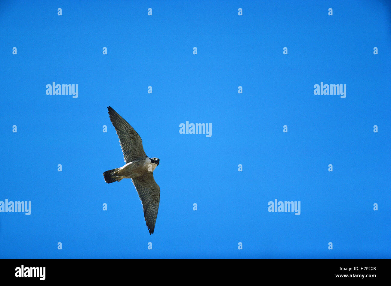 Peregrine Falcon (Falco peregrinus) flying, Australia Stock Photo - Alamy