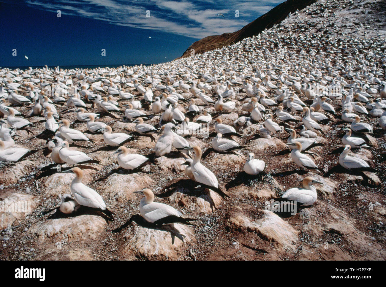Australian Gannet (Morus serrator) nesting colony, Australia Stock ...