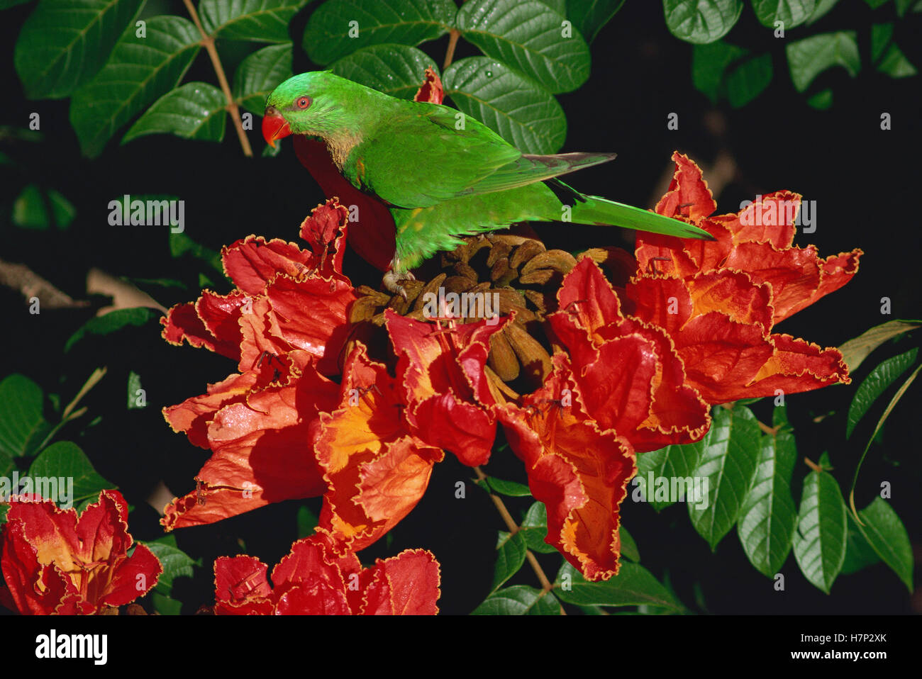Scaly-breasted Lorikeet (Trichoglossus chlorolepidotus) on colorful ...