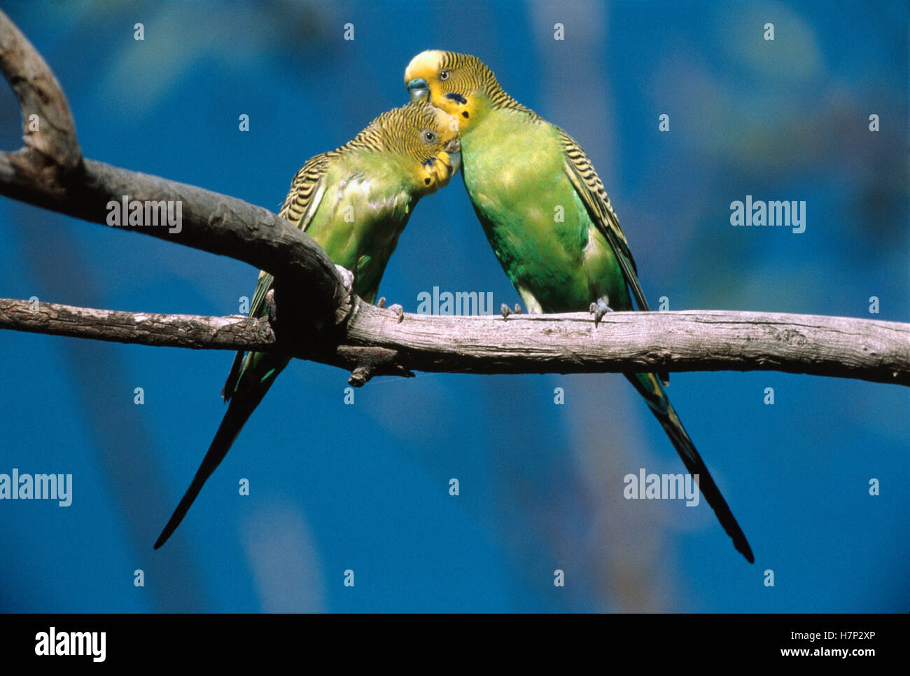 Budgerigar (Melopsittacus undulatus) couple allopreening during ...