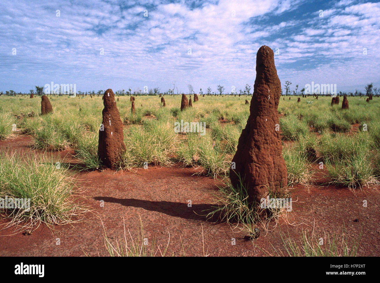 Termite mounds in the Tanami Desert, Australia Stock Photo - Alamy