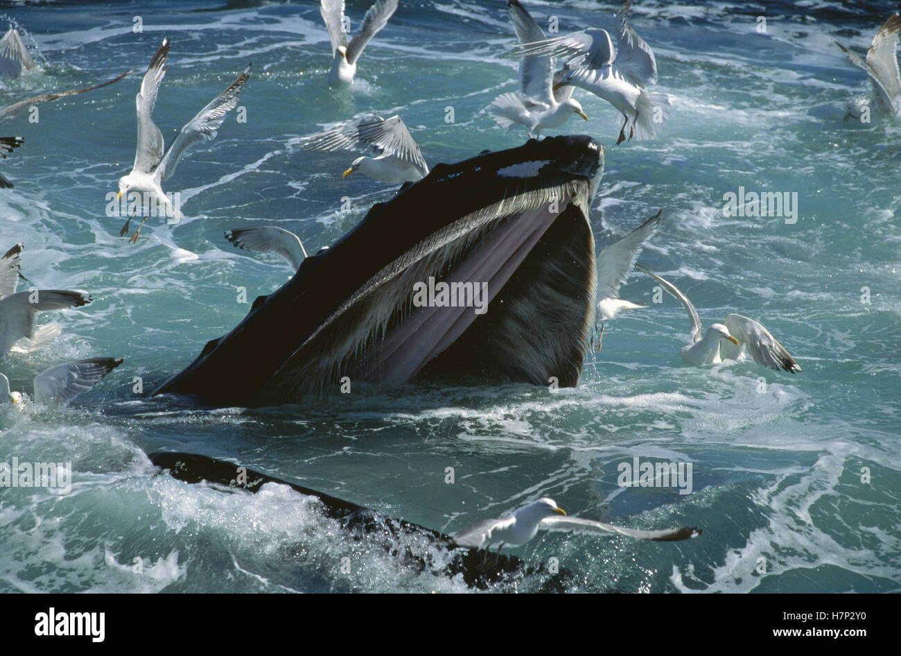Humpback Whale (Megaptera novaeangliae) gulp feeding with Herring Gulls ...