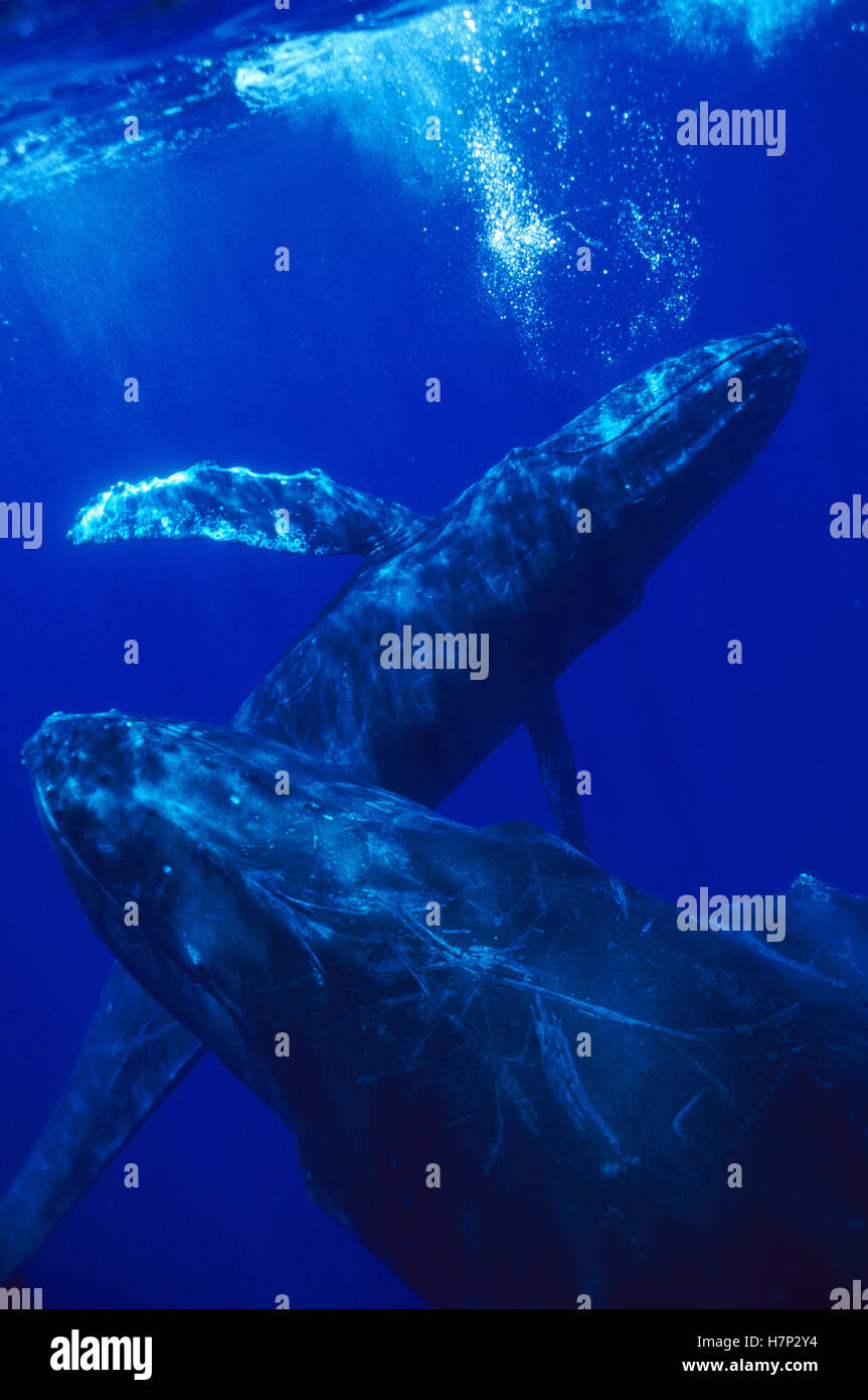 Humpback Whale (Megaptera novaeangliae) singer blowing bubbles with ...