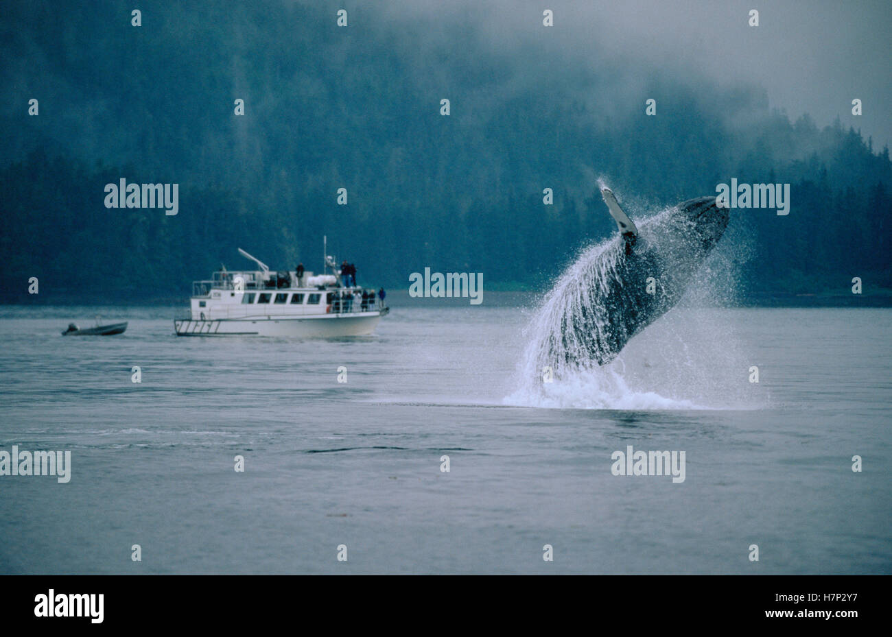 Humpback Whale (Megaptera novaeangliae) breaching near whale watching ...