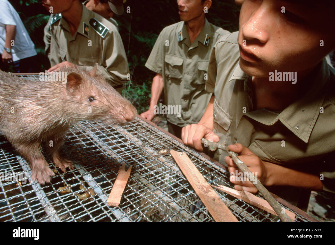 Asiatic Brush-tailed Porcupine (Atherurus macrourus) atop cage about to ...