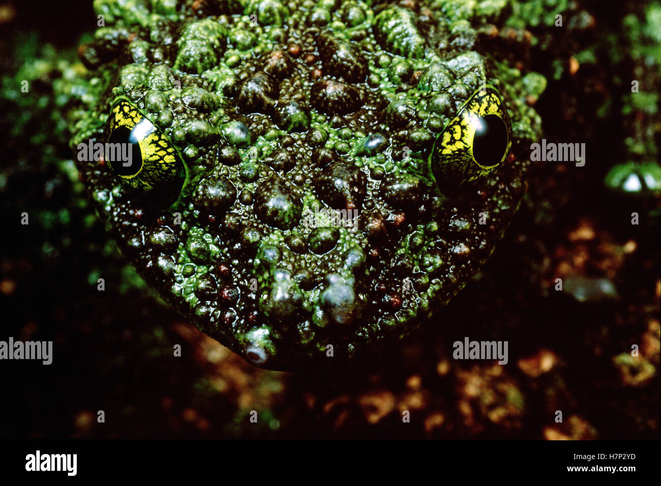 Moss Frog (Theloderma corticale) face showing texture and coloration ...