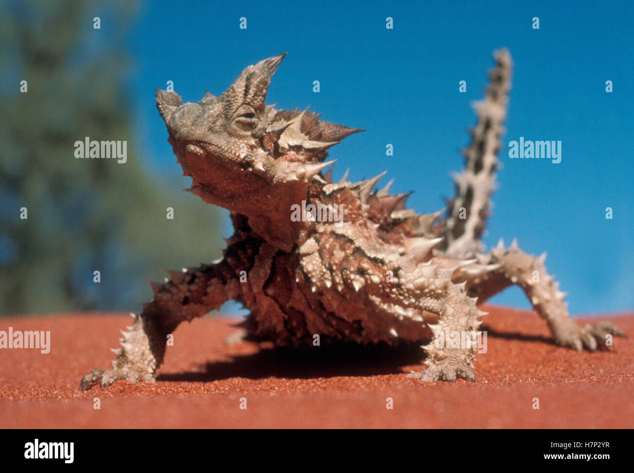 Thorny Devil (Moloch horridus) on sand, Australia Stock Photo - Alamy
