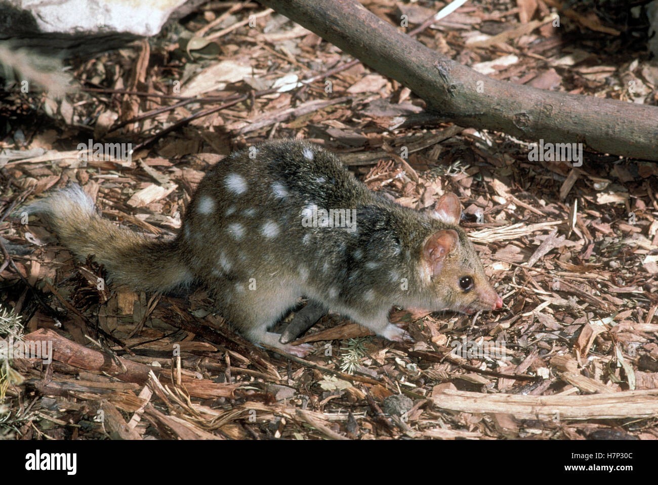 Eastern Quoll (Dasyurus viverrinus) on rainforest floor, Australia ...