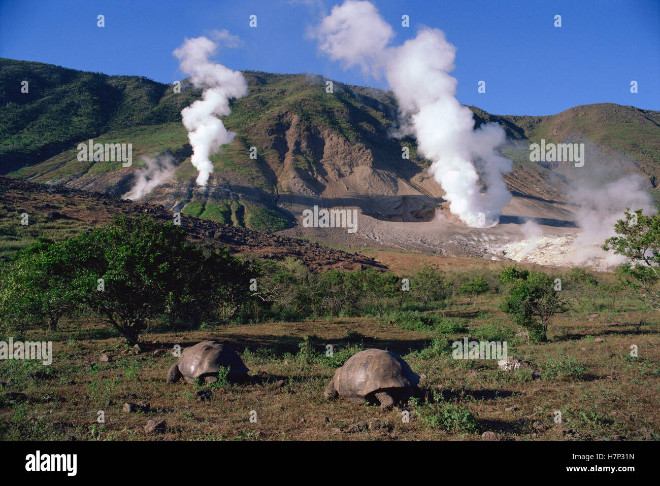 Galapagos Giant Tortoise (Chelonoidis nigra) pair and thermal vents ...
