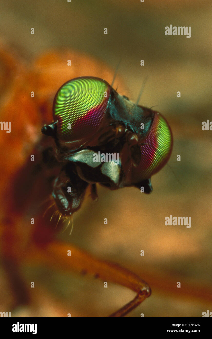 Stag Fly (Phytalmia cervicornis) small male has only small knobs ...