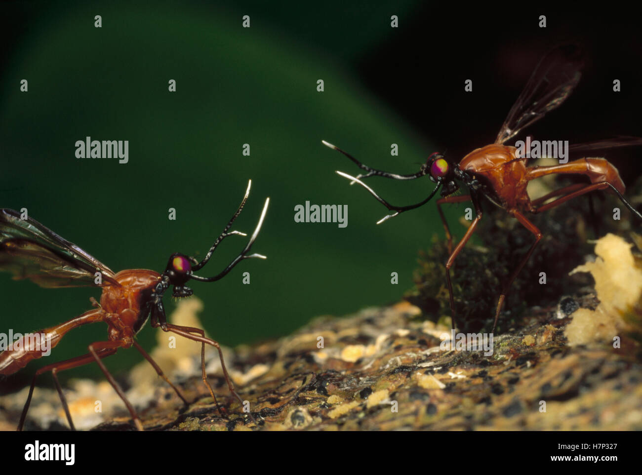Stag Fly (Phytalmia cervicornis) two males from adjacent territories ...