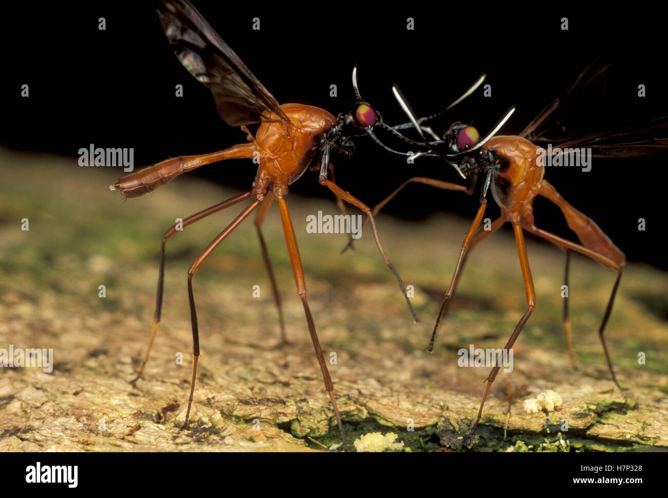 Stag Fly (Phytalmia cervicornis) males battling, Papua New Guinea Stock ...