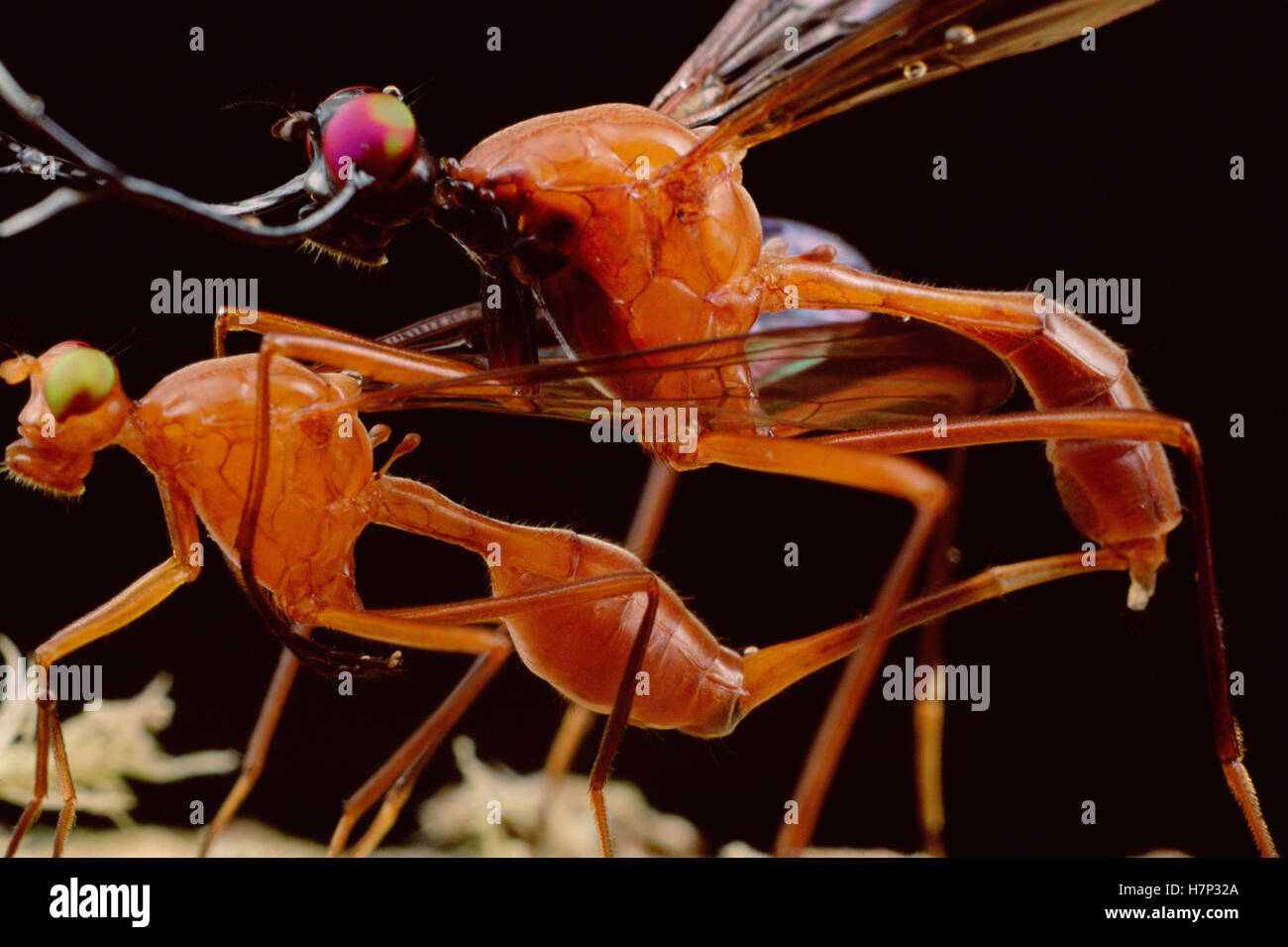 Stag Fly (Phytalmia cervicornis) pair mating, connected by her oviscape ...