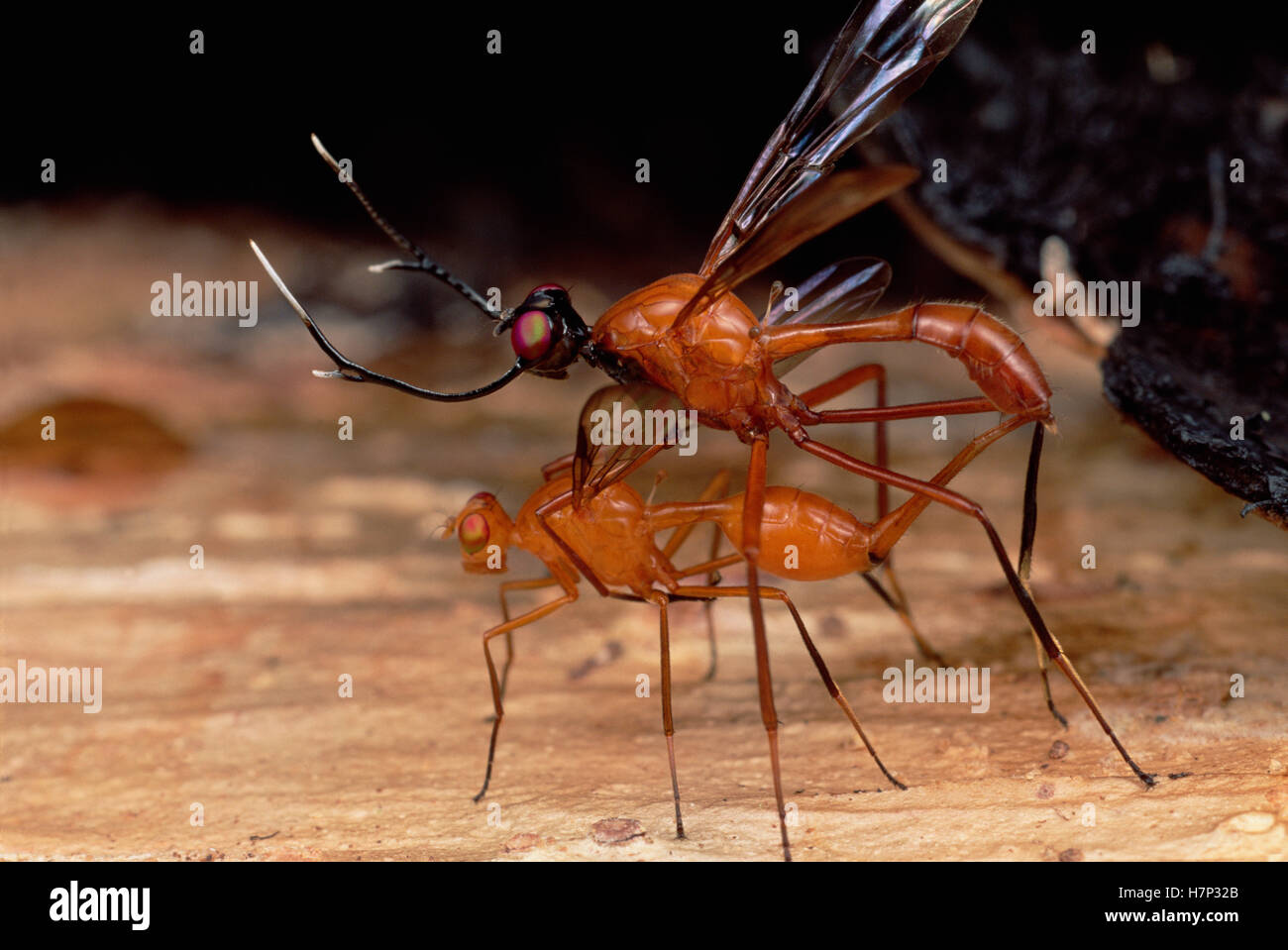Stag Fly (Phytalmia cervicornis) pair mating, connected by her oviscape ...