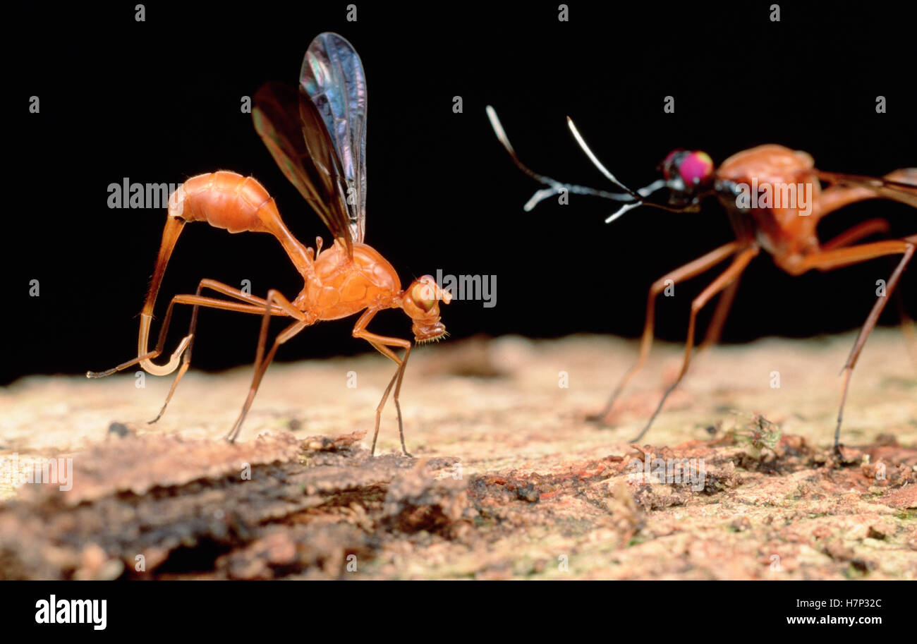 Stag Fly (Phytalmia cervicornis) mated female unsheathes her ovipositor ...