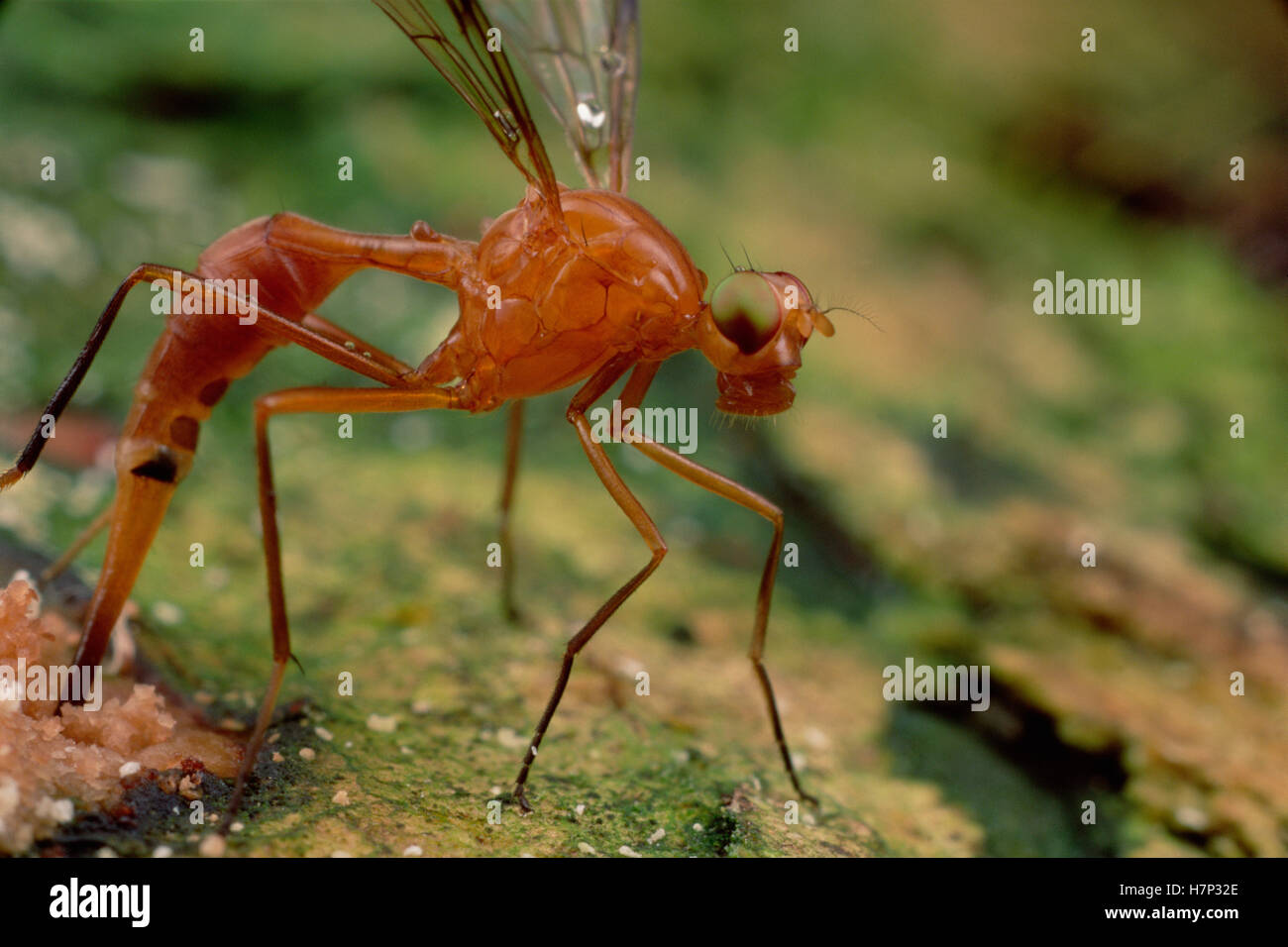 Stag Fly (Phytalmia cervicornis) female laying eggs, Papua New Guinea ...