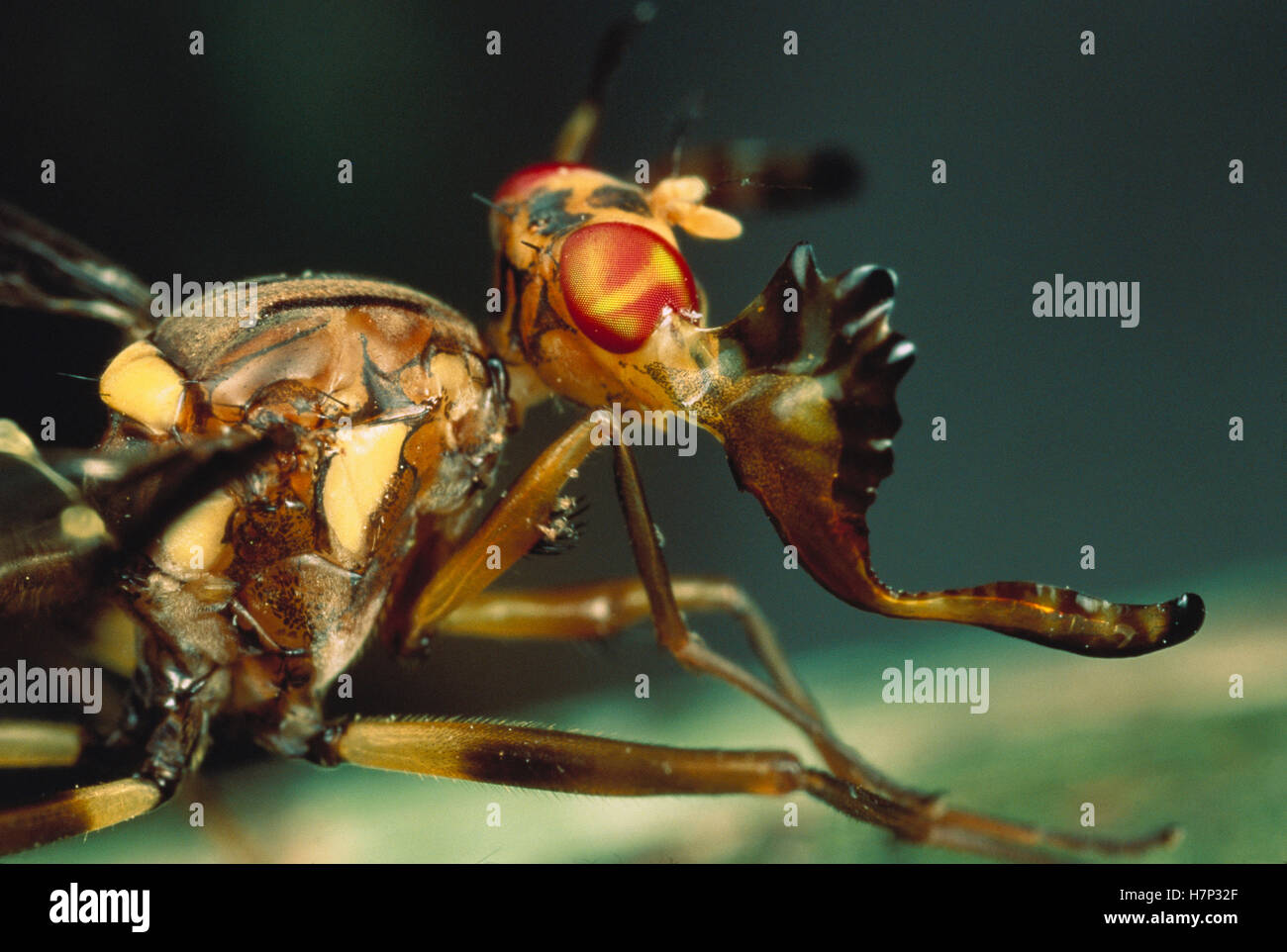 Moose Fly (Phytalmia alcicornis) has antlers so large that they may ...