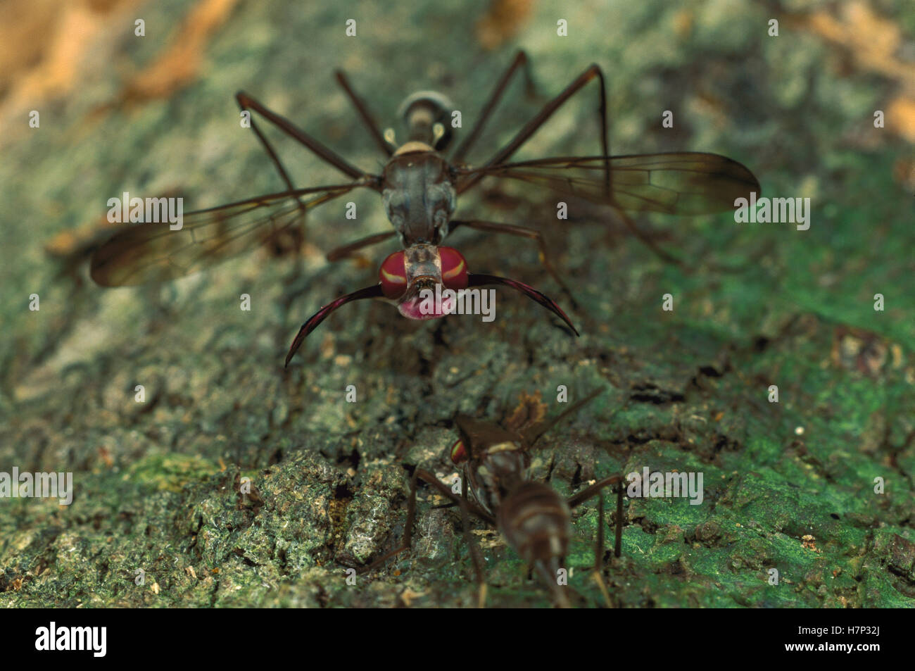 Goat Fly (Phytalmia mouldsi) male in courtship posture, Queensland ...