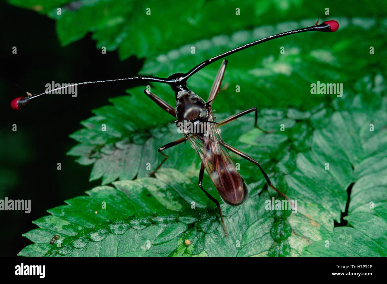Stalk-eyed Fly (Cyrtodiopsis whitei) has its eyes positioned at the end ...