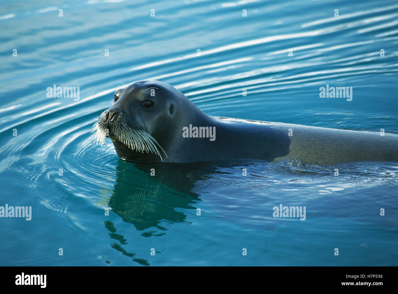 Bearded Seal (Erignathus barbatus) swimming in arctic waters, Norway ...