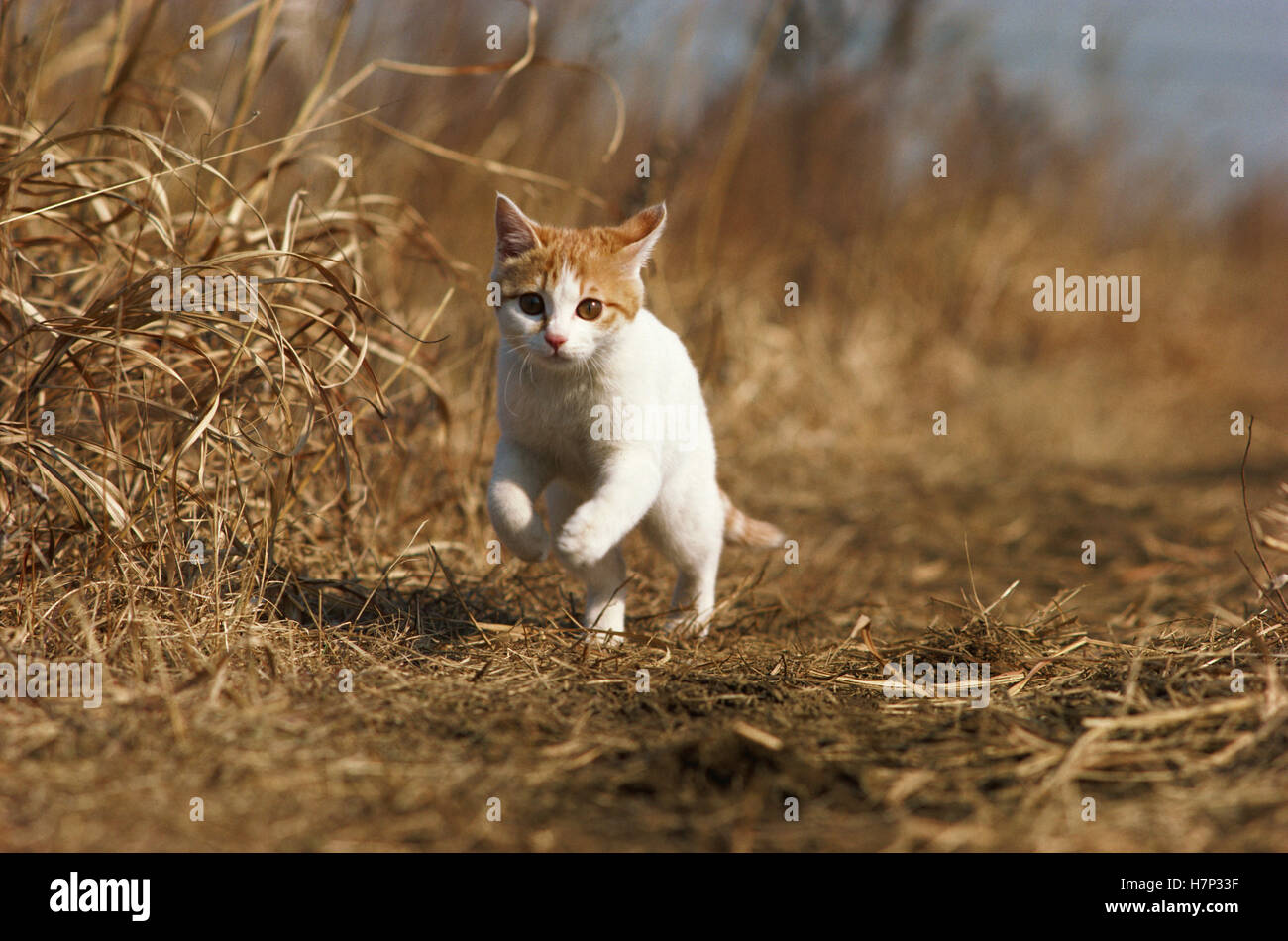 Domestic Cat (Felis catus) running towards camera Stock Photo - Alamy