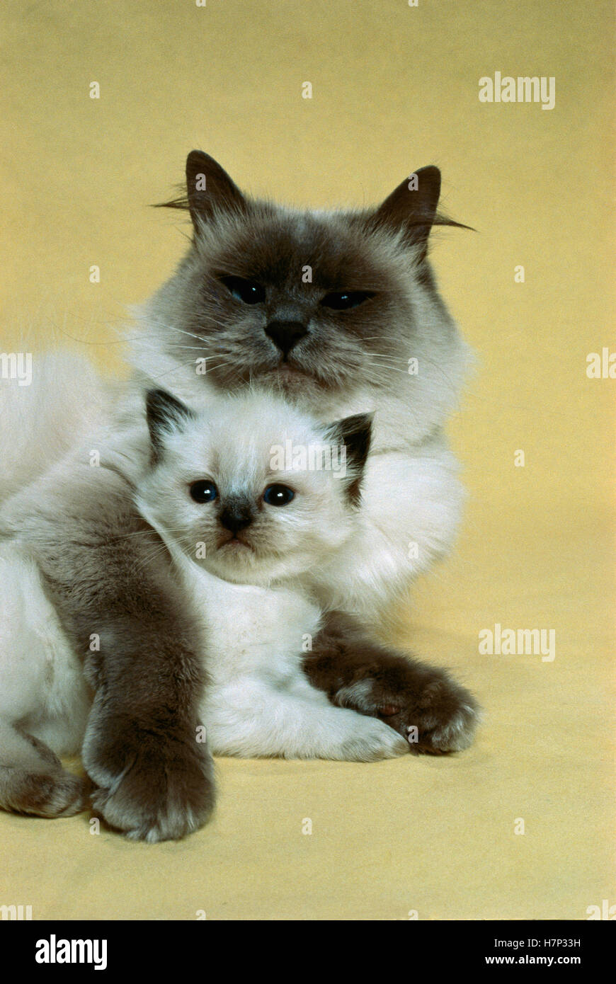 Domestic Cat (Felis catus), Abyssinian mother with kitten Stock Photo ...