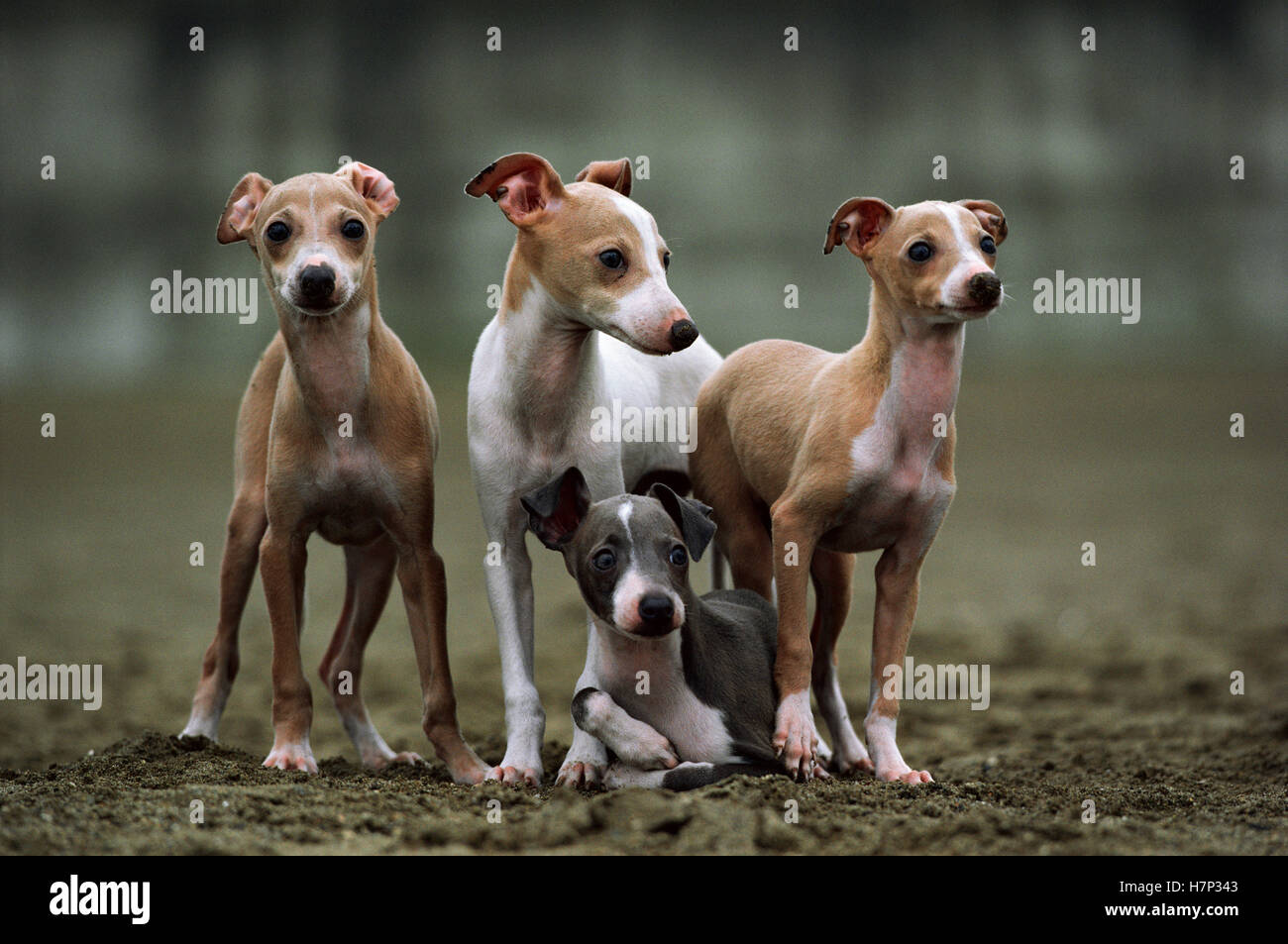 Italian Greyhound (Canis familiaris) four puppies, Japan Stock Photo ...