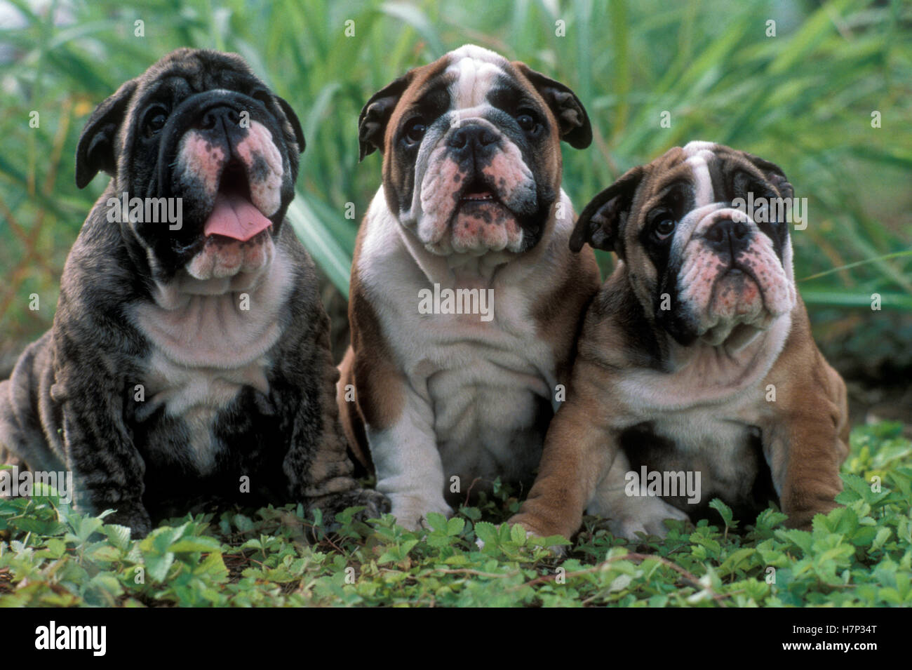 Bulldog (Canis familiaris) three puppies sitting in tall grass, Japan ...