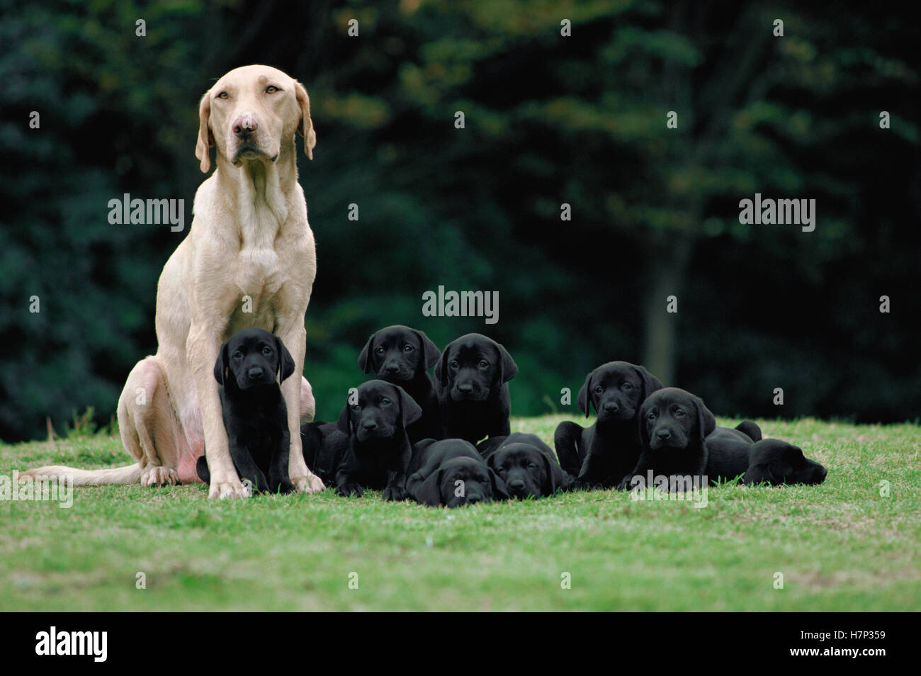 Labrador Retriever (Canis familiaris) mother with litter of puppies ...