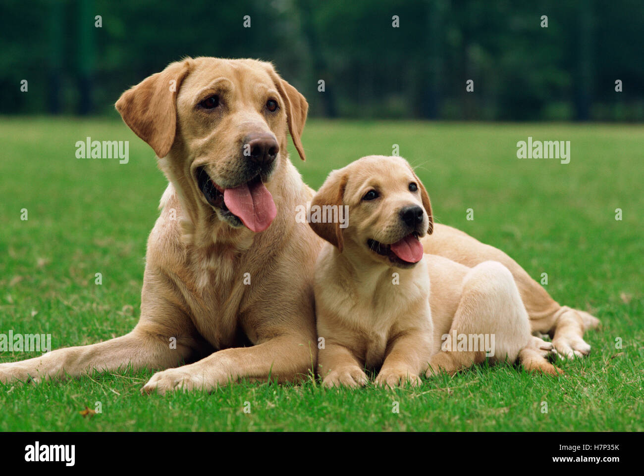 Labrador Retriever (Canis familiaris) mother resting with puppy Stock ...
