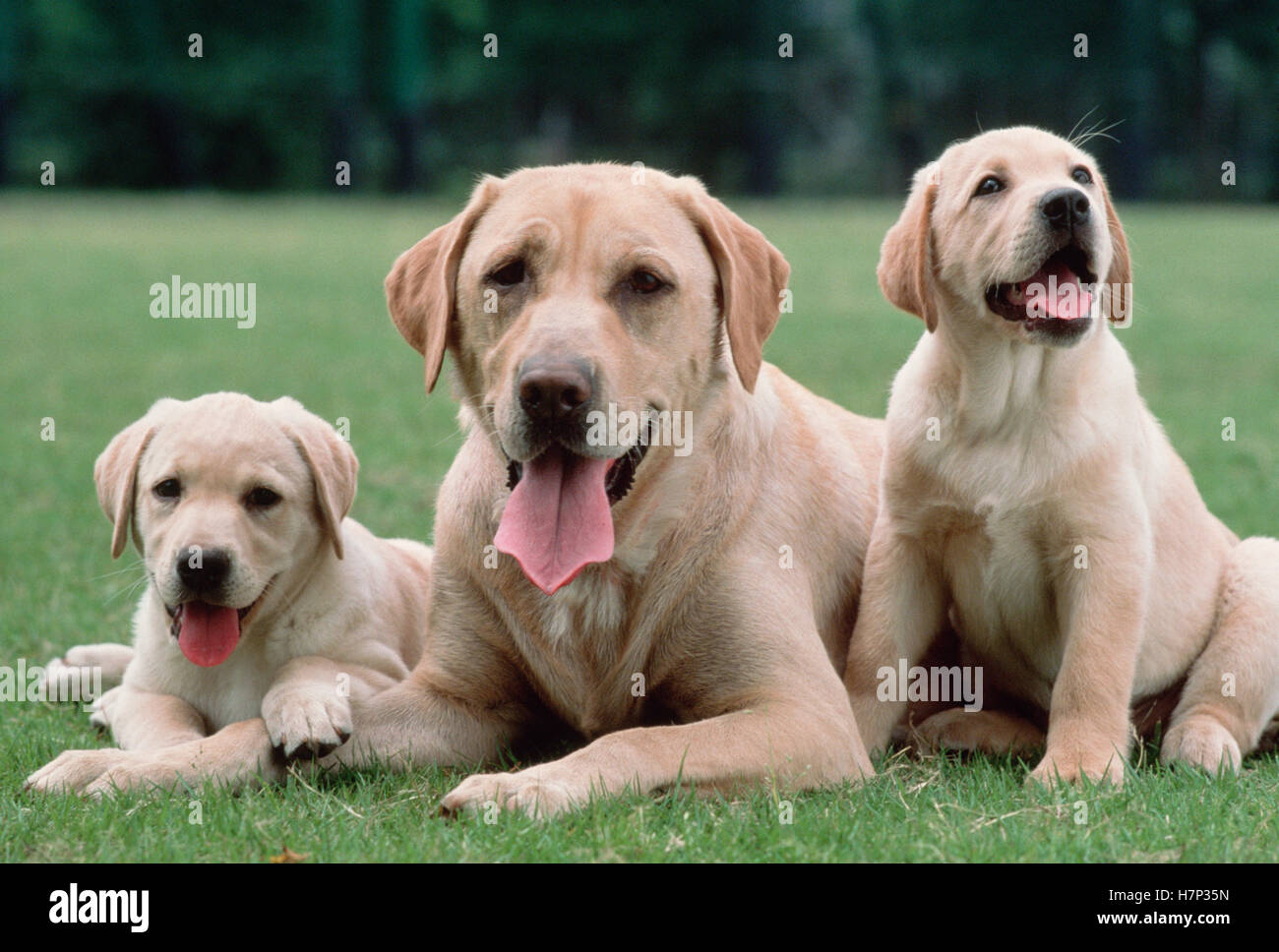 Labrador Retriever (Canis familiaris) mother resting with two puppies ...