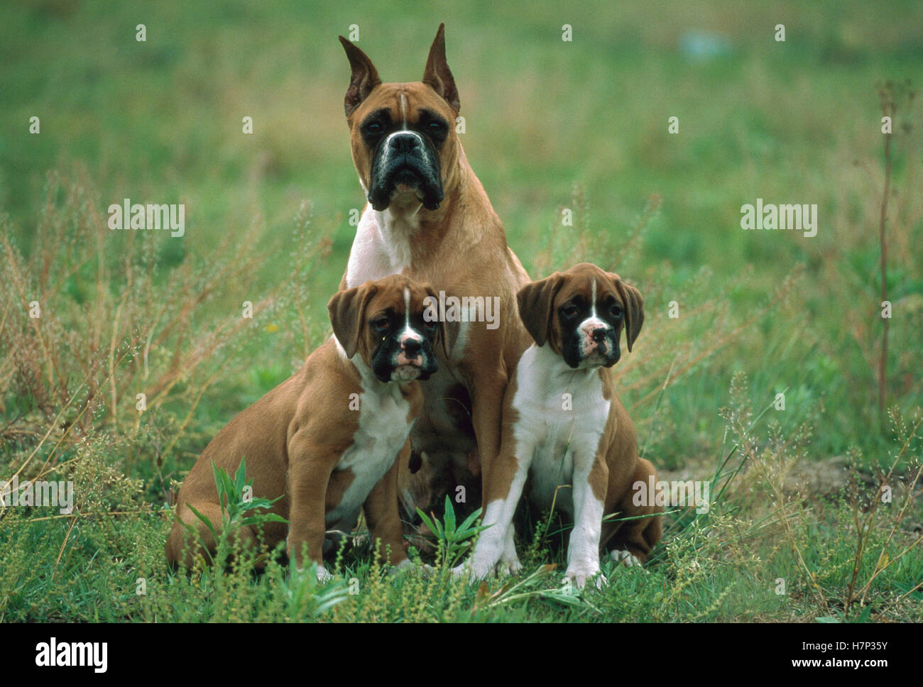 Boxer (Canis familiaris) mother with two puppies Stock Photo - Alamy