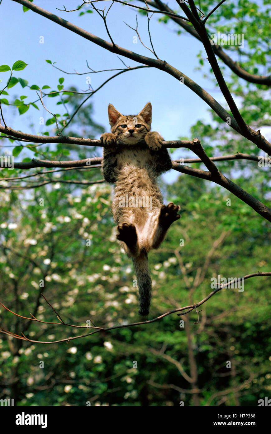 Domestic Cat (Felis catus) kitten hanging from tree branch, Japan Stock ...