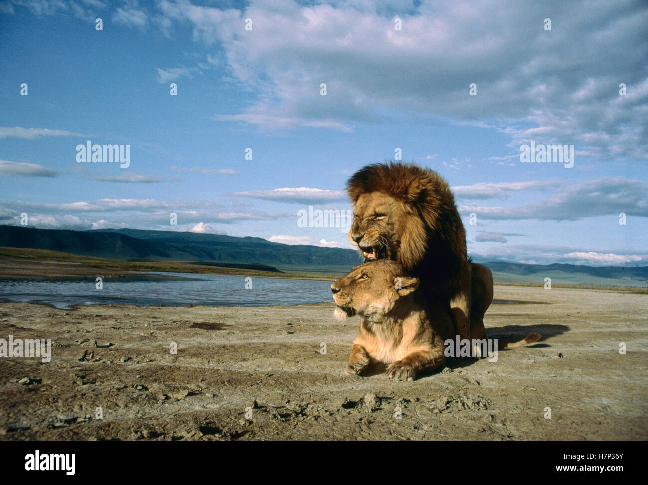 African Lion (Panthera leo) couple mating, Serengeti National Park ...