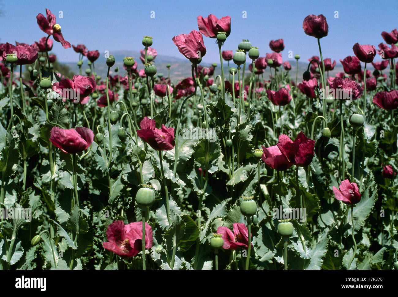 Opium Poppy (Papaver somniferum) field, Turkey Stock Photo - Alamy