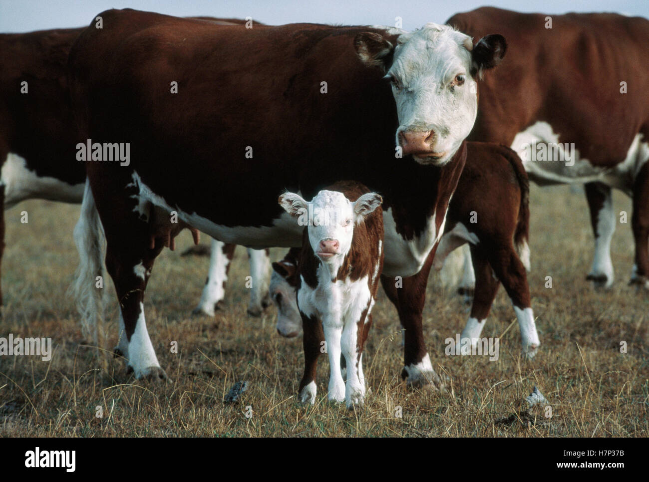 Domestic Cattle (Bos taurus) adult and calf, Hereford breed, North ...