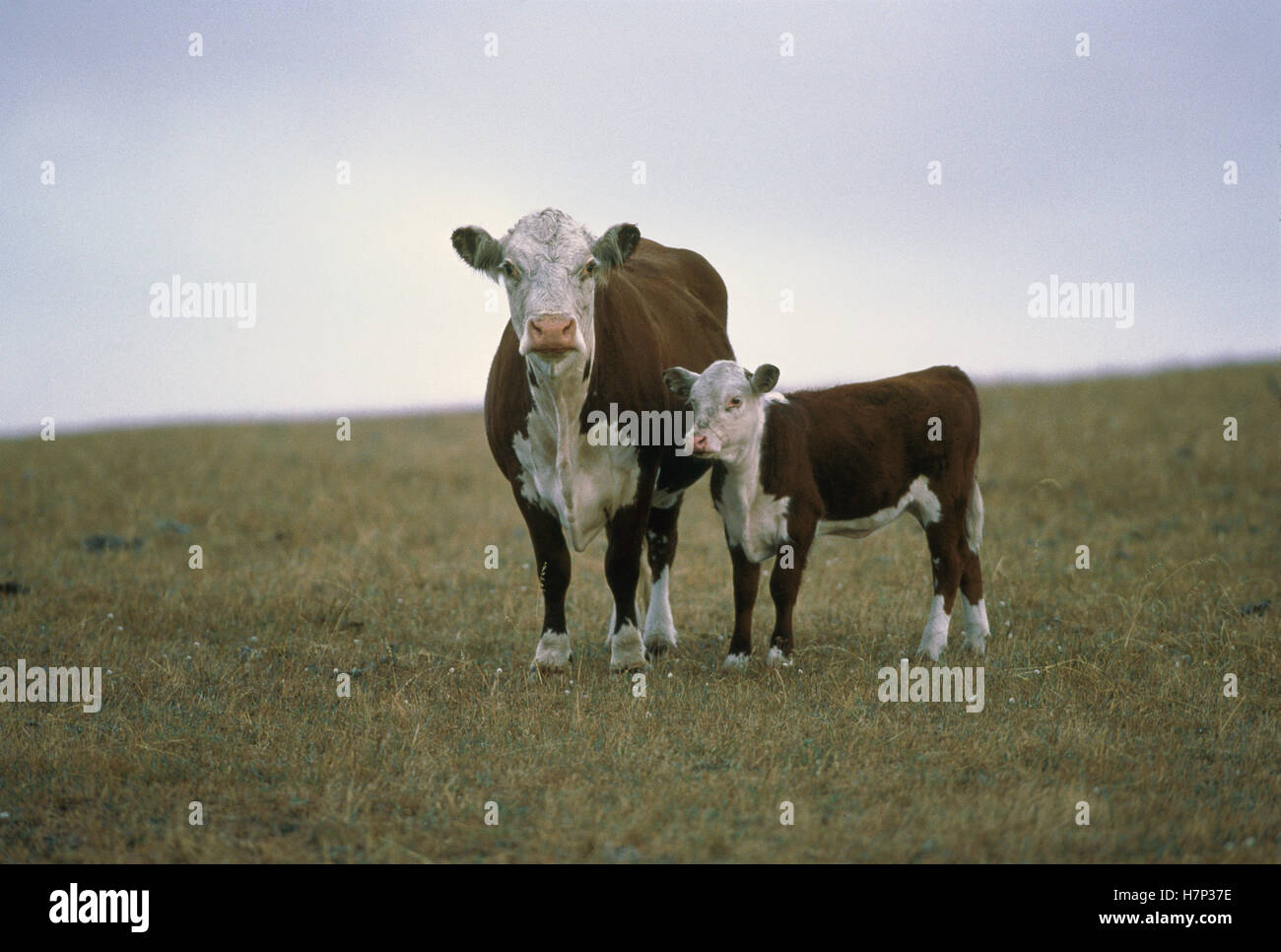 Domestic Cattle (Bos taurus) mother and calf in pasture, Hereford breed ...