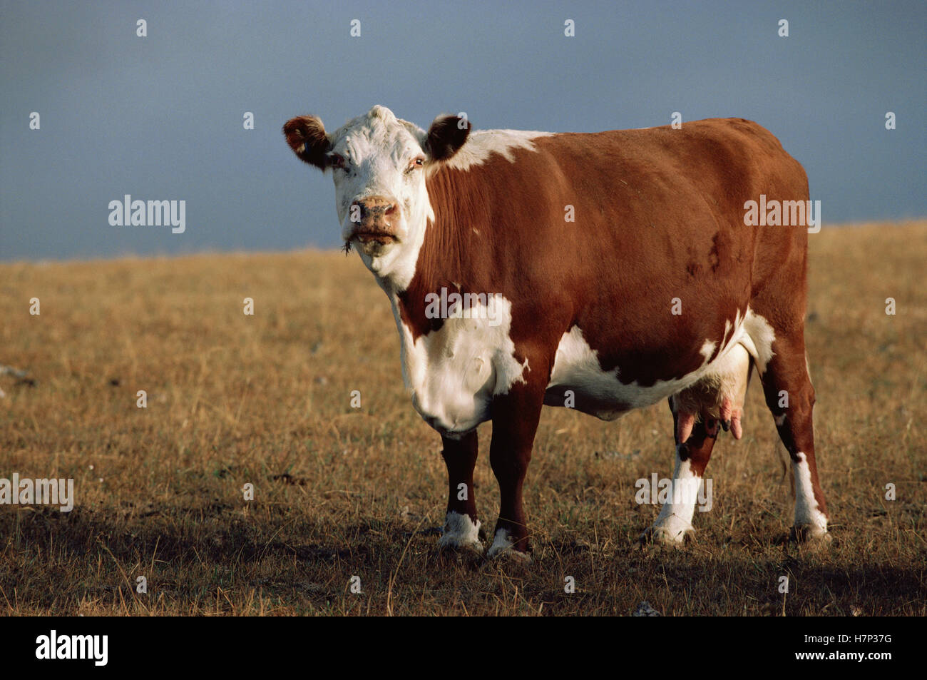 Domestic Cattle (Bos taurus) in pasture, Hereford breed, North America ...