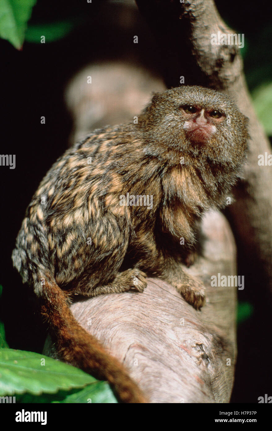 Pygmy Marmoset (Cebuella pygmaea) portrait of world's smallest primate ...