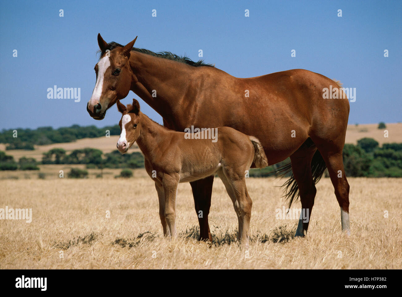Domestic Horse (Equus caballus) and foal, Australia Stock Photo - Alamy