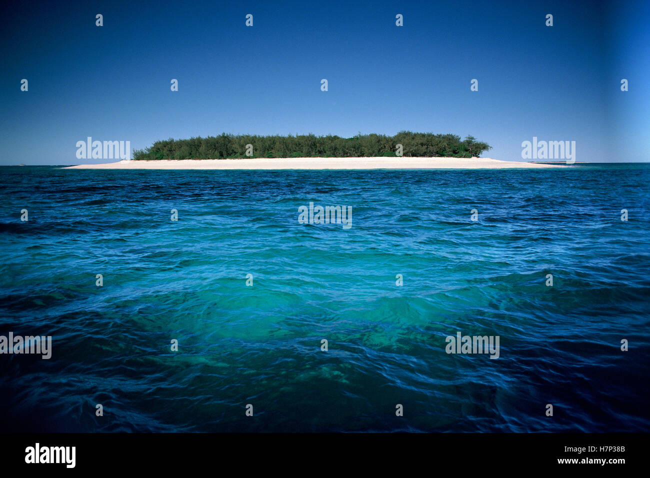 Catchbirdtree (Pisonia sp) forest on Wilson Island, Great Barrier Reef ...