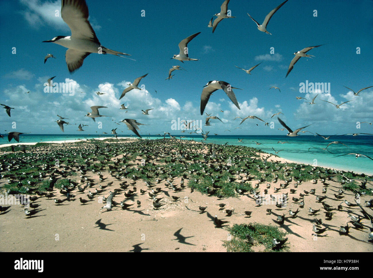 Sooty Tern (Onychoprion fuscatus) nesting colony, Hawaii Stock Photo ...