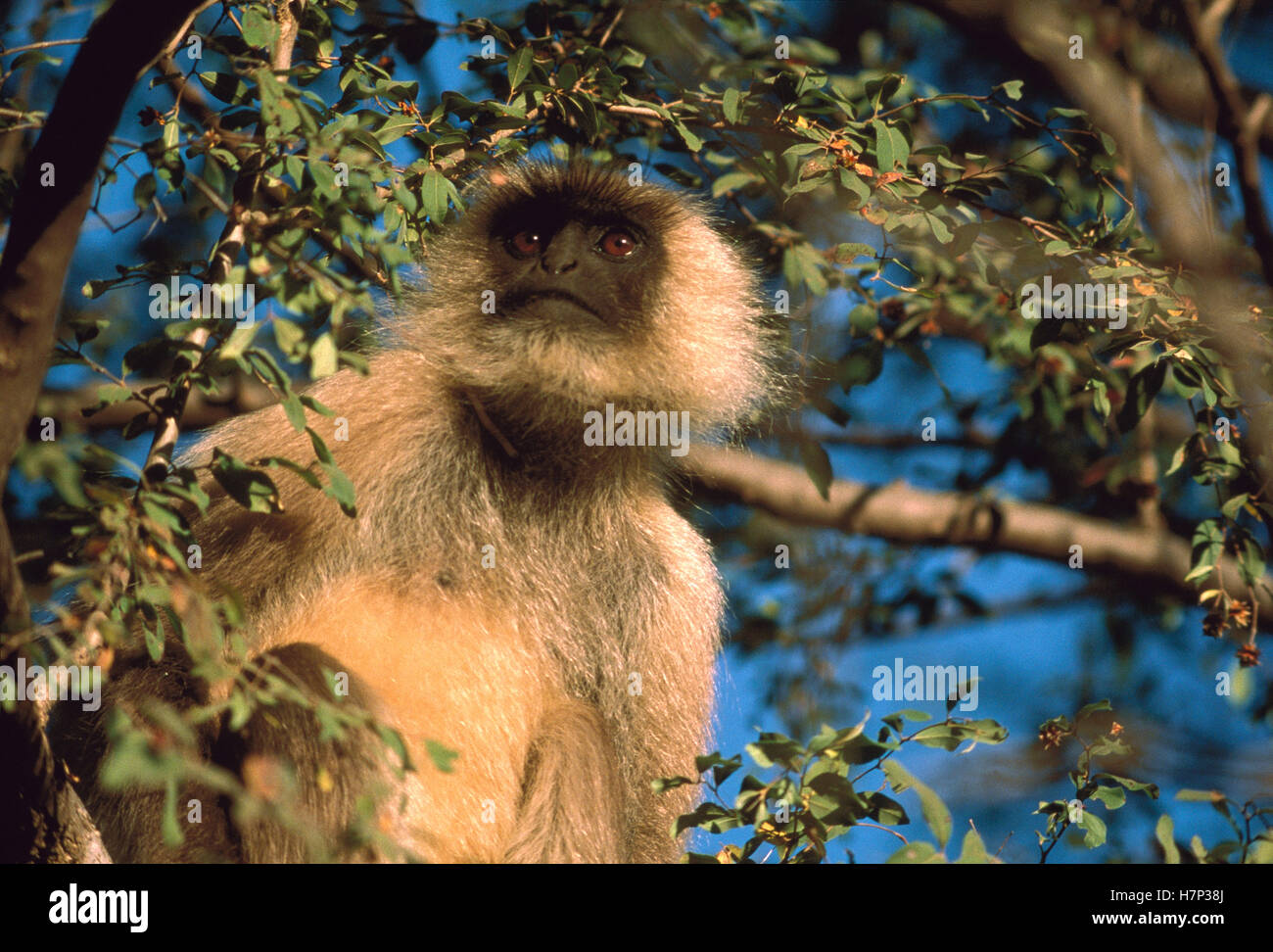 Hanuman Langur (Semnopithecus entellus) portrait, India Stock Photo - Alamy