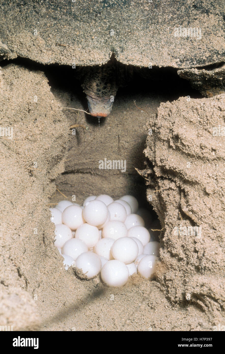 Loggerhead Sea Turtle (Caretta caretta) female laying eggs in nest in ...