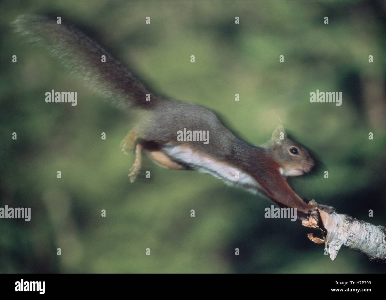 Eurasian Red Squirrel (Sciurus vulgaris) landing on tree branch, Japan ...