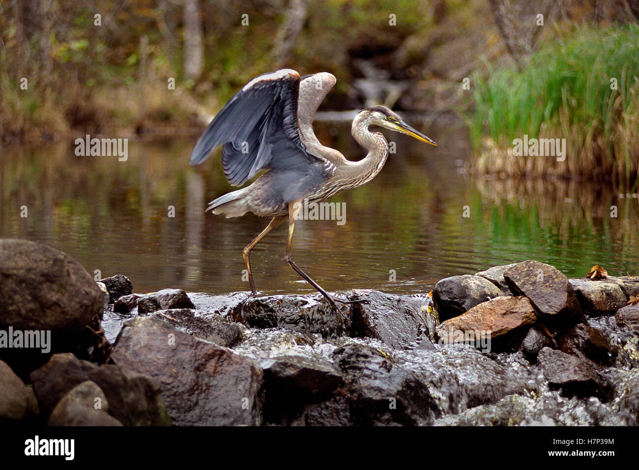 Great Blue Heron (Ardea herodias) crossing a small waterfall, Minnesota ...