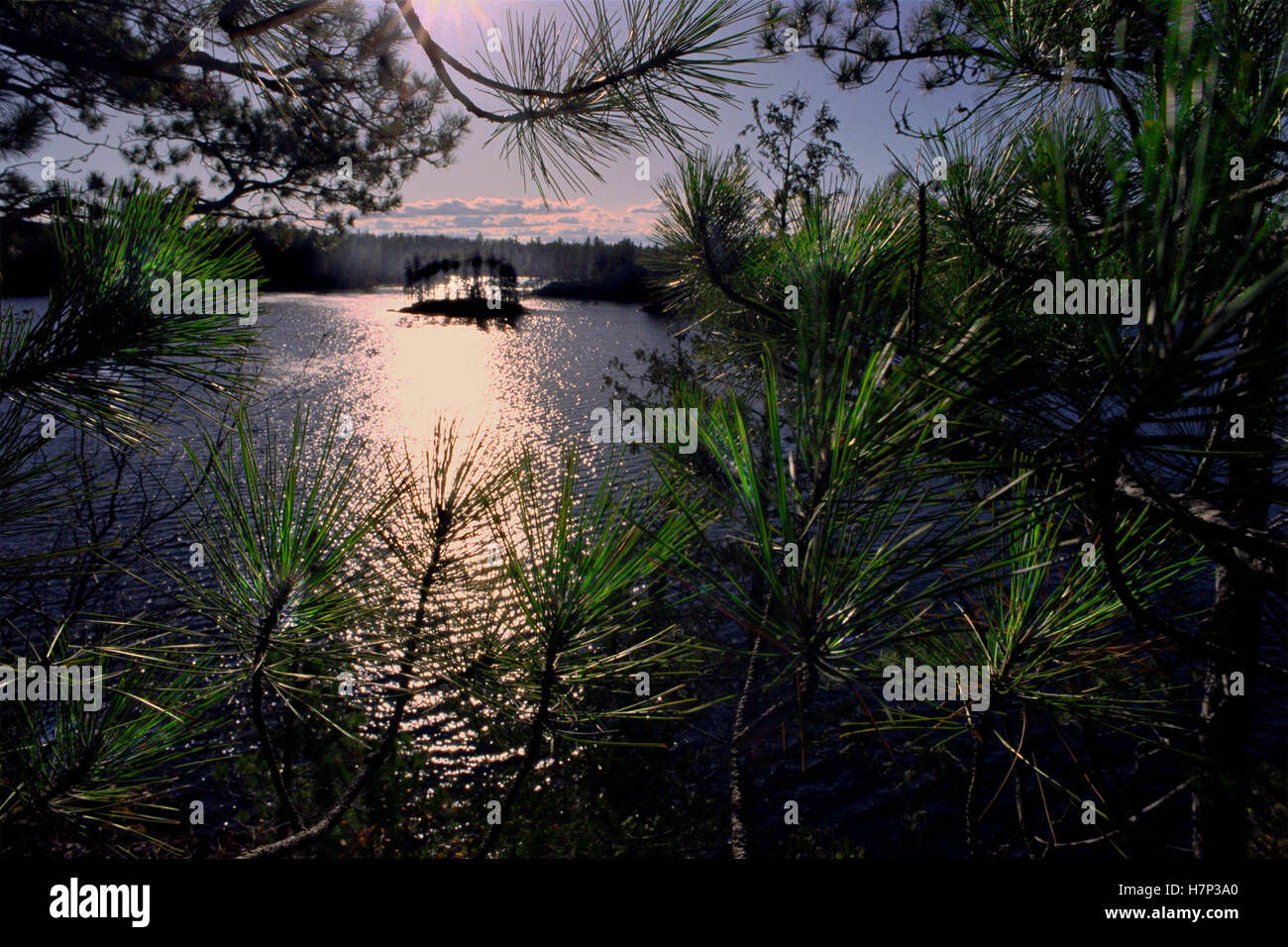 Discovery Lake seen through coniferous forest, Minnesota Stock Photo ...