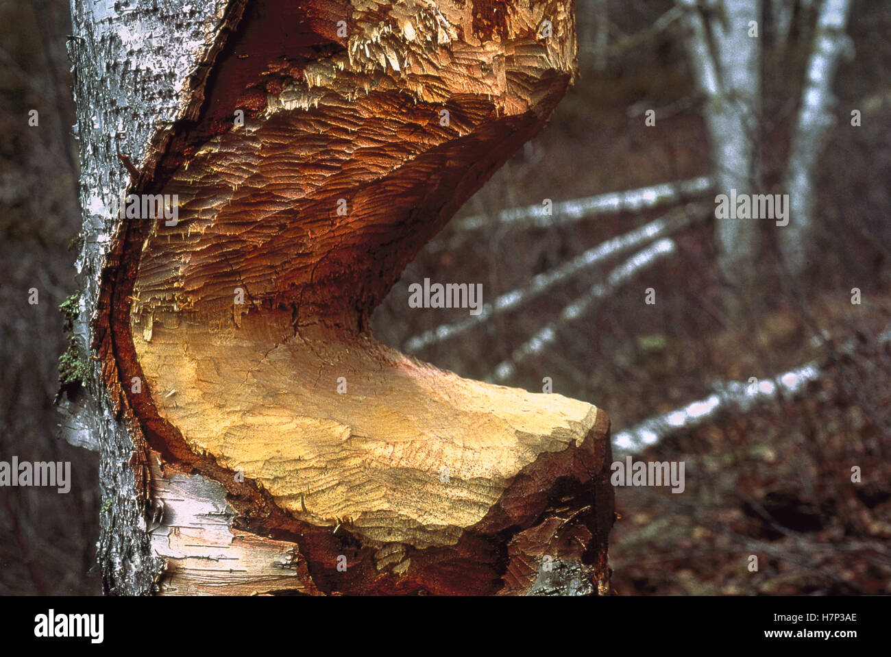 American Beaver (Castor canadensis) chewed tree, Minnesota Stock Photo ...